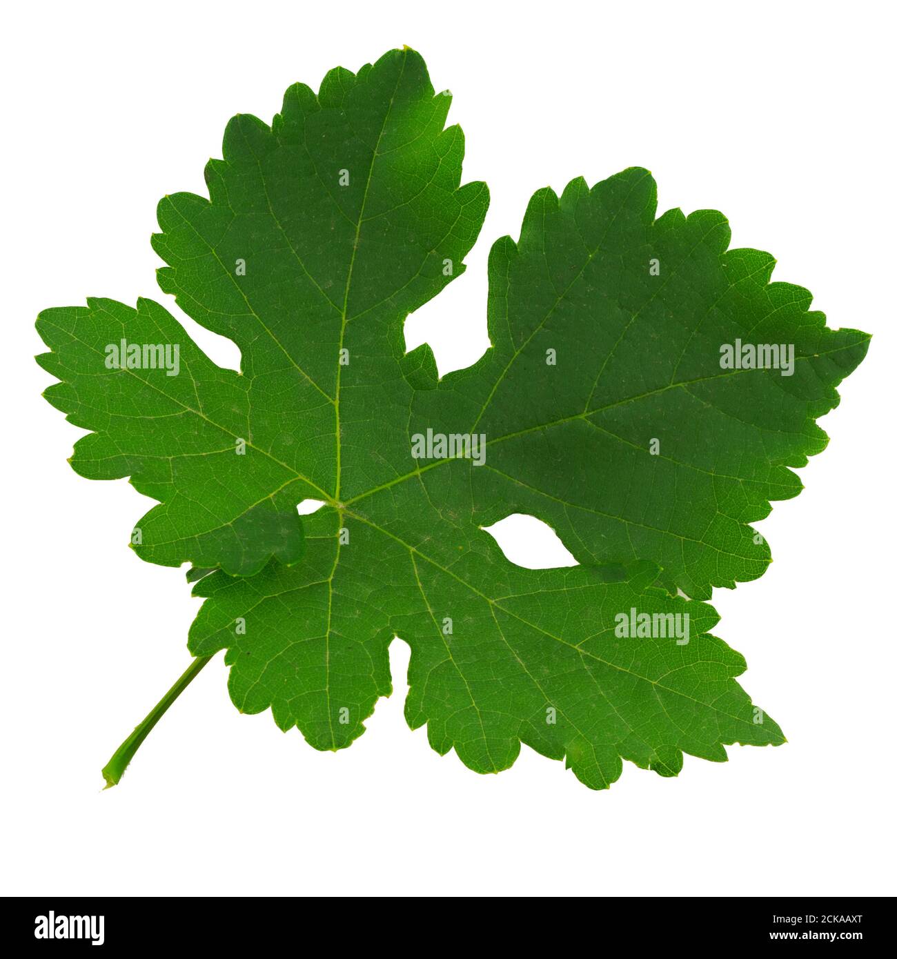 one leaf of grapes isolated on the white background, top side of leaf ...
