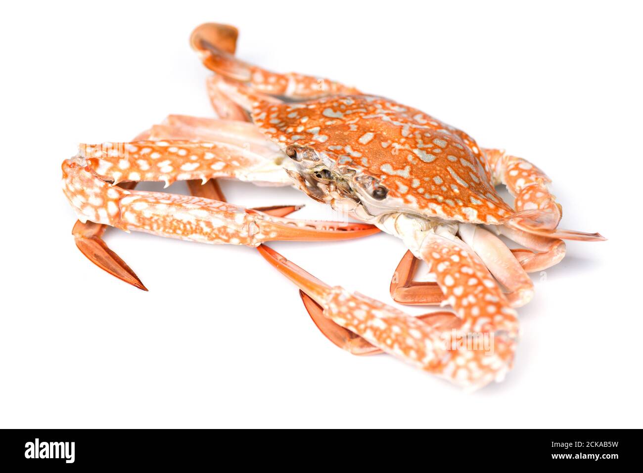 Crab isolated on white background / Seafood shellfish steamed blue ...