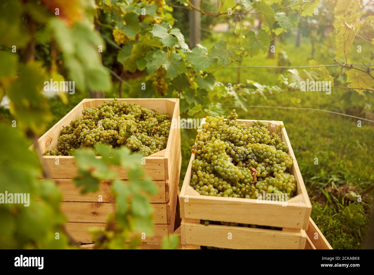 Wooden boxes full of grapes from the vineyard Stock Photo - Alamy