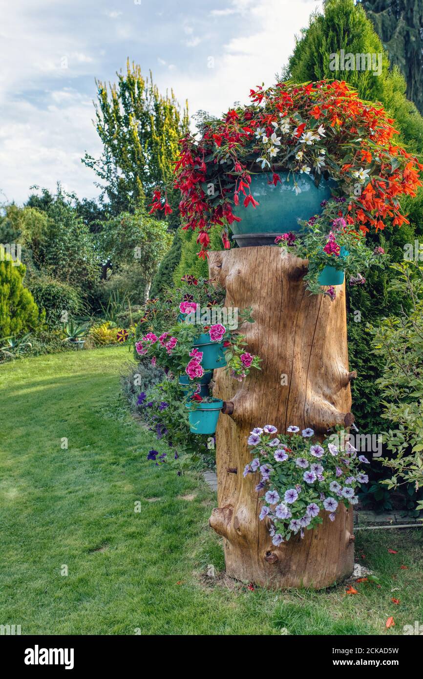 flower pots installed on tree trunk, summer garden with flowers Begonia ...