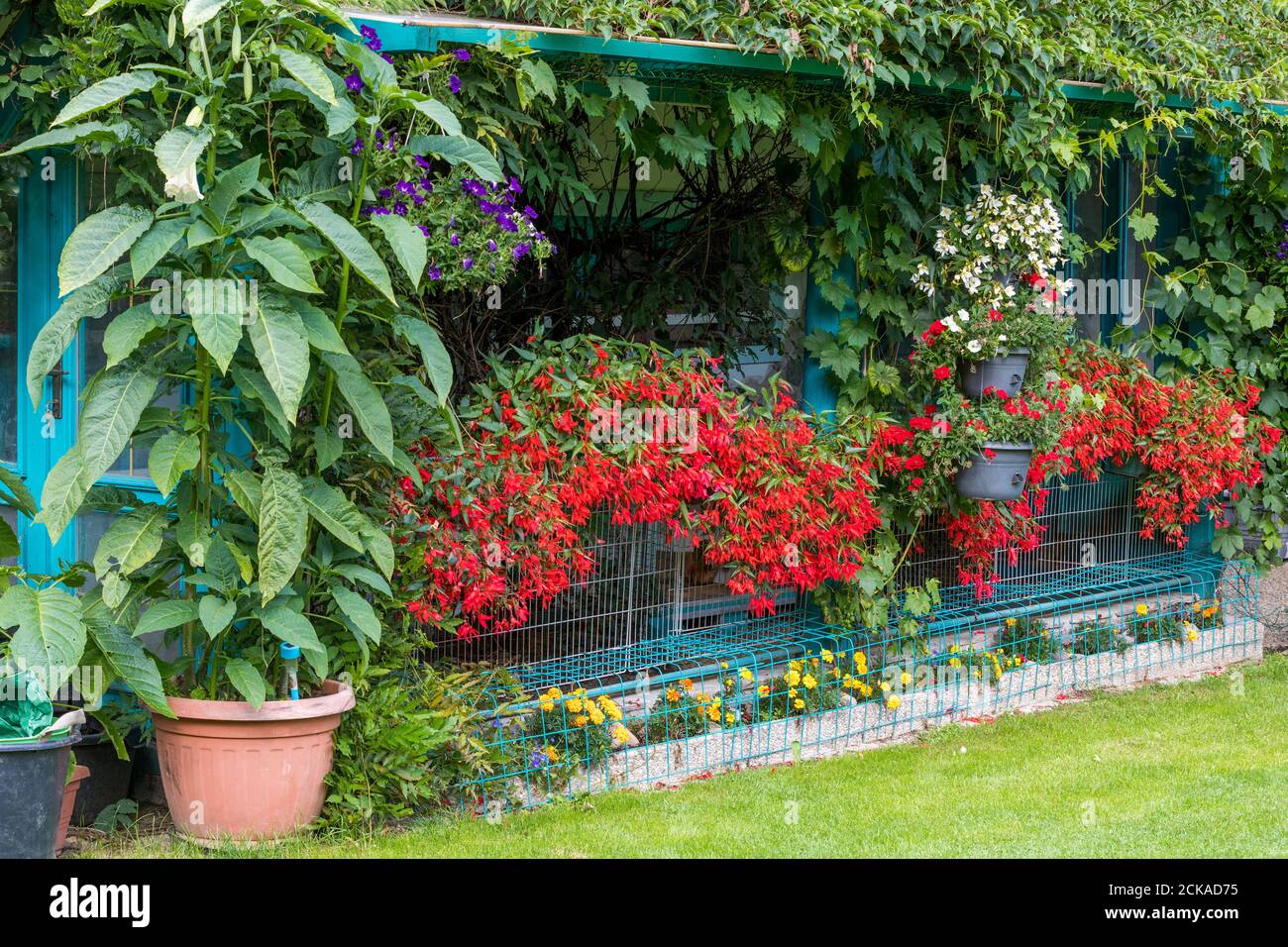 Vivid Flowers Begonia boliviensis, Waterfall of red blossom in summer ...