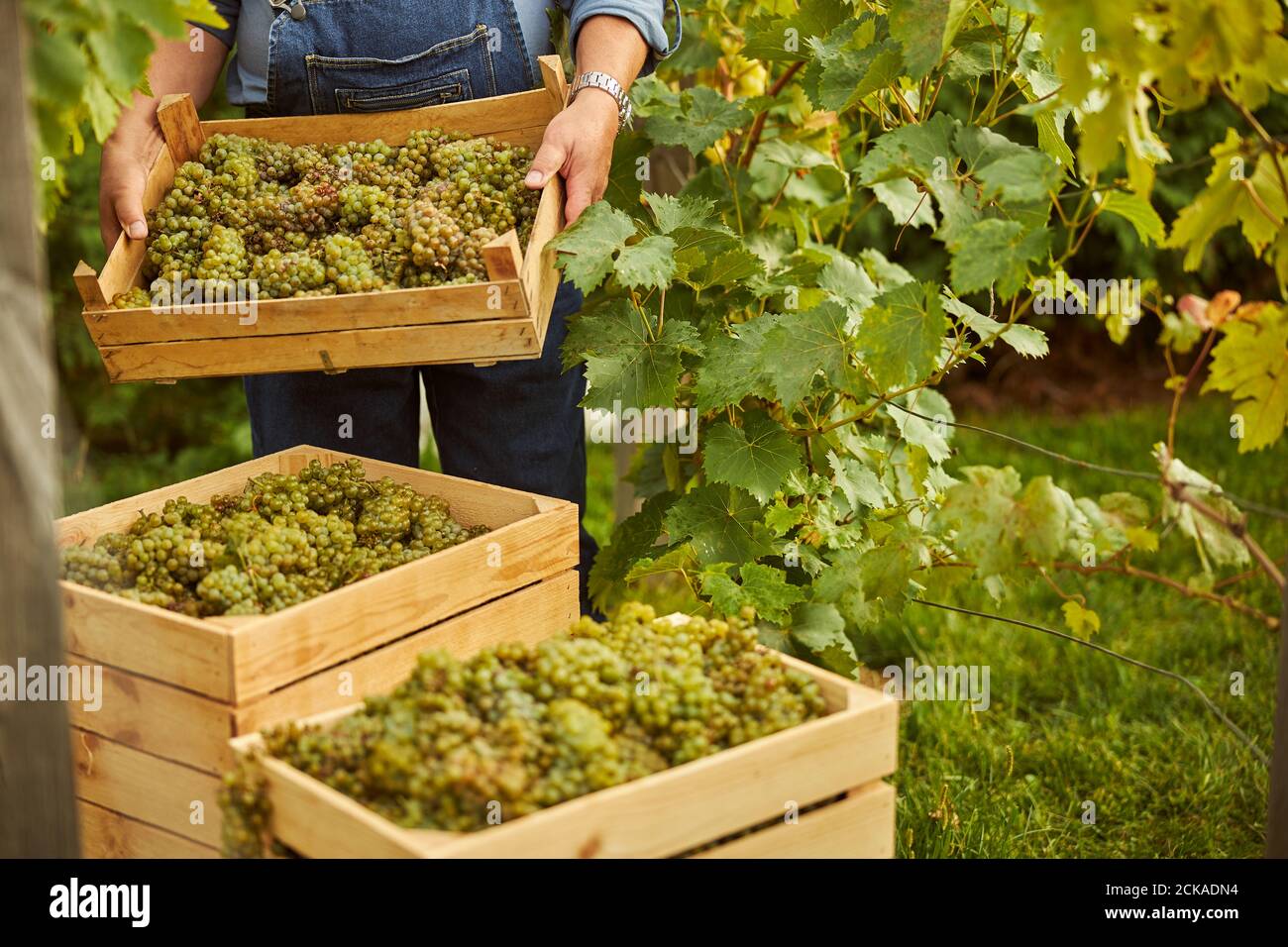 Vineyard harvester putting down a box with grapes Stock Photo - Alamy
