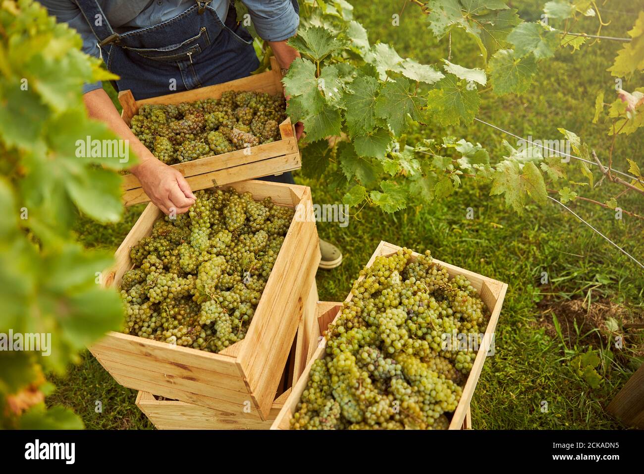 Sorting into crates hi-res stock photography and images - Alamy
