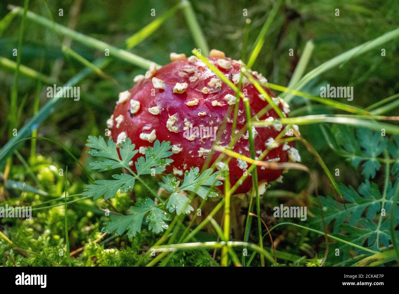 Closeup of a Fly agaric in a field under the sunlight with a blurry ...