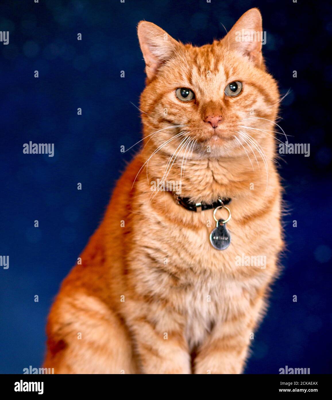 Goose The Cat From Captain Marvel Official Cardboard Cutout/ Standup ...