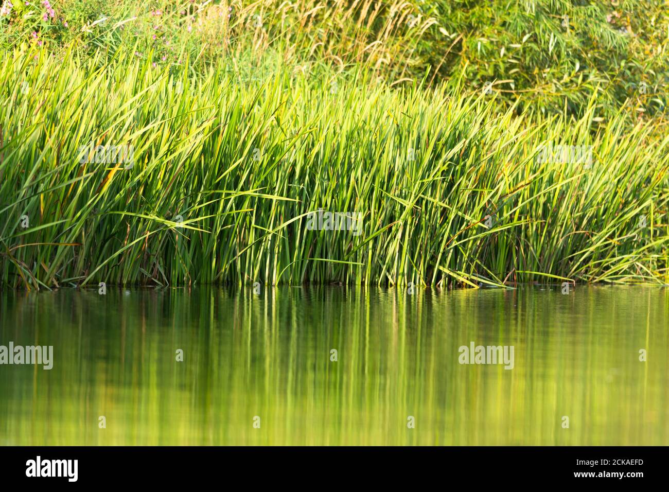 Reeds with reflections hi-res stock photography and images - Alamy