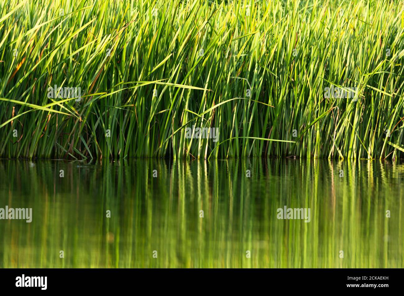Reeds reflections in river hi-res stock photography and images - Alamy