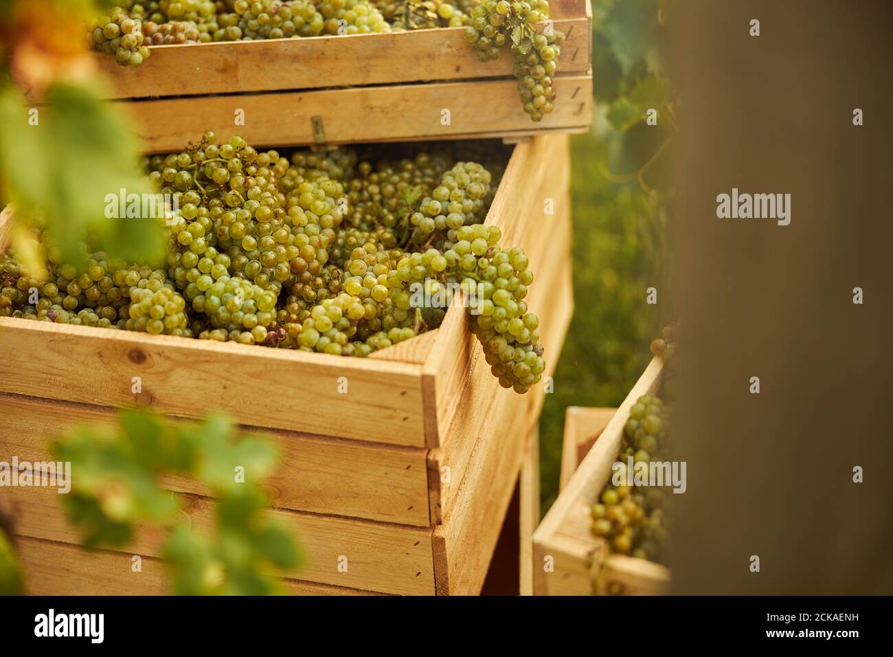 Ripe white grapes nicely packed in wooden boxes Stock Photo - Alamy