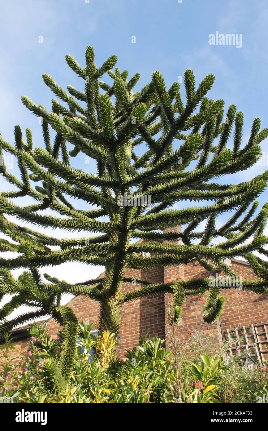 monkey puzzle tree looking up Stock Photo - Alamy