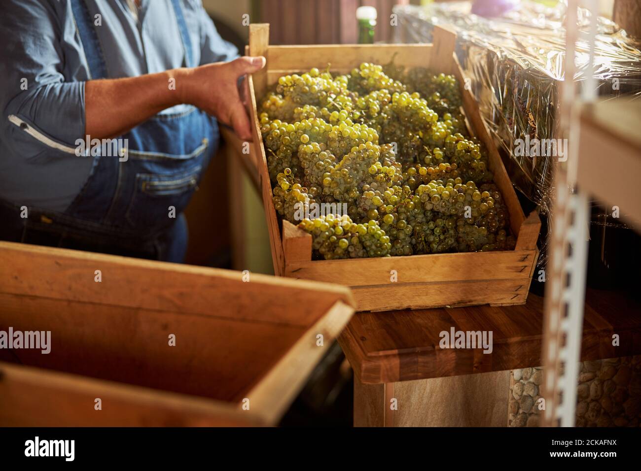 Hard-working winemaker preparing white grapes for pressing Stock Photo ...