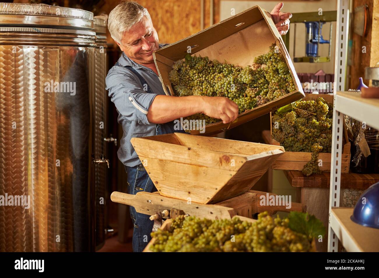 Happy winery worker enjoying the process of grape crushing Stock Photo ...