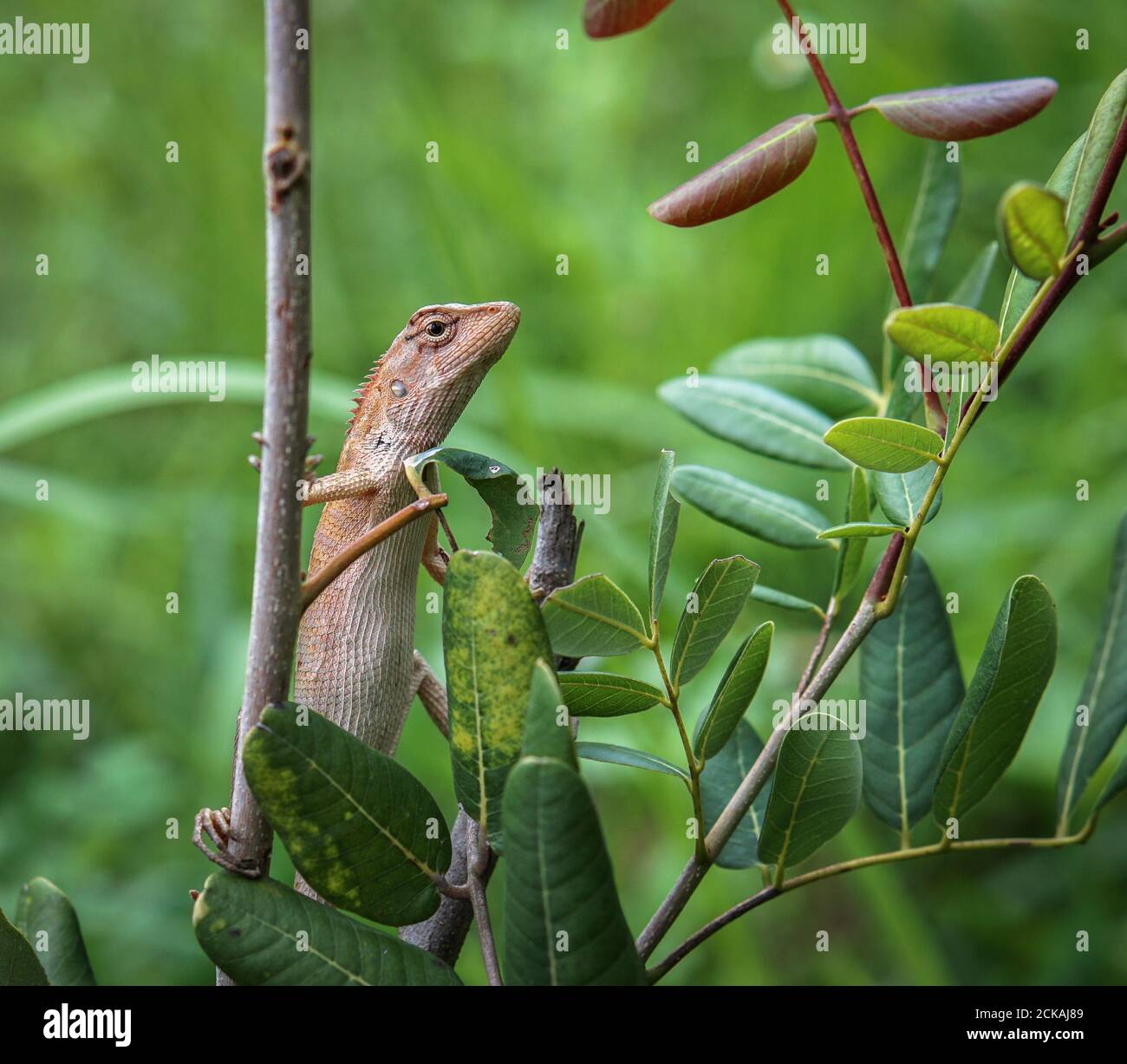 Jubata lizard hi-res stock photography and images - Alamy