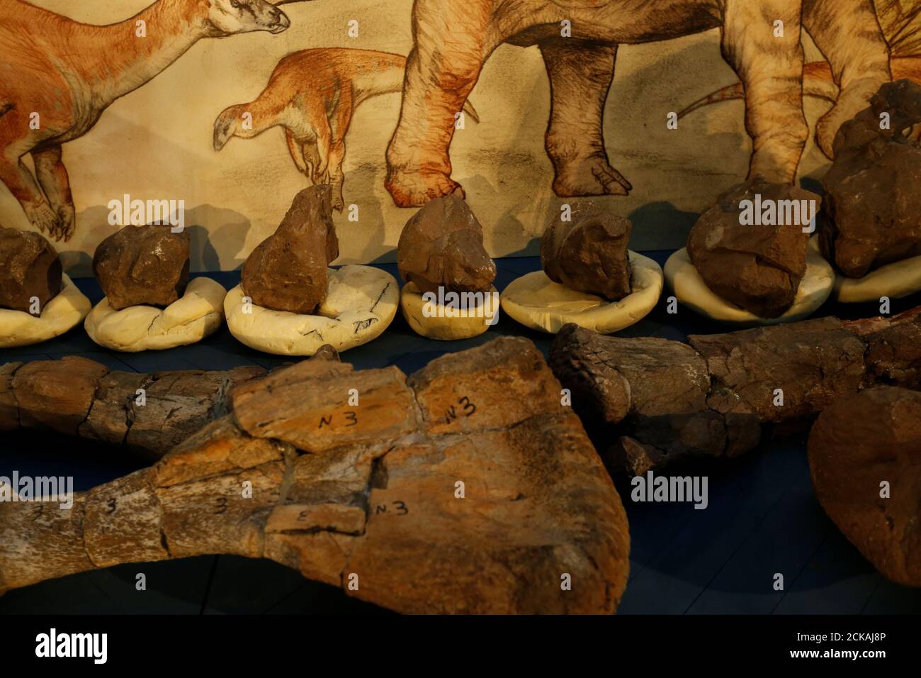 Ciencias Naturales High Resolution Stock Photography and Images - Alamy