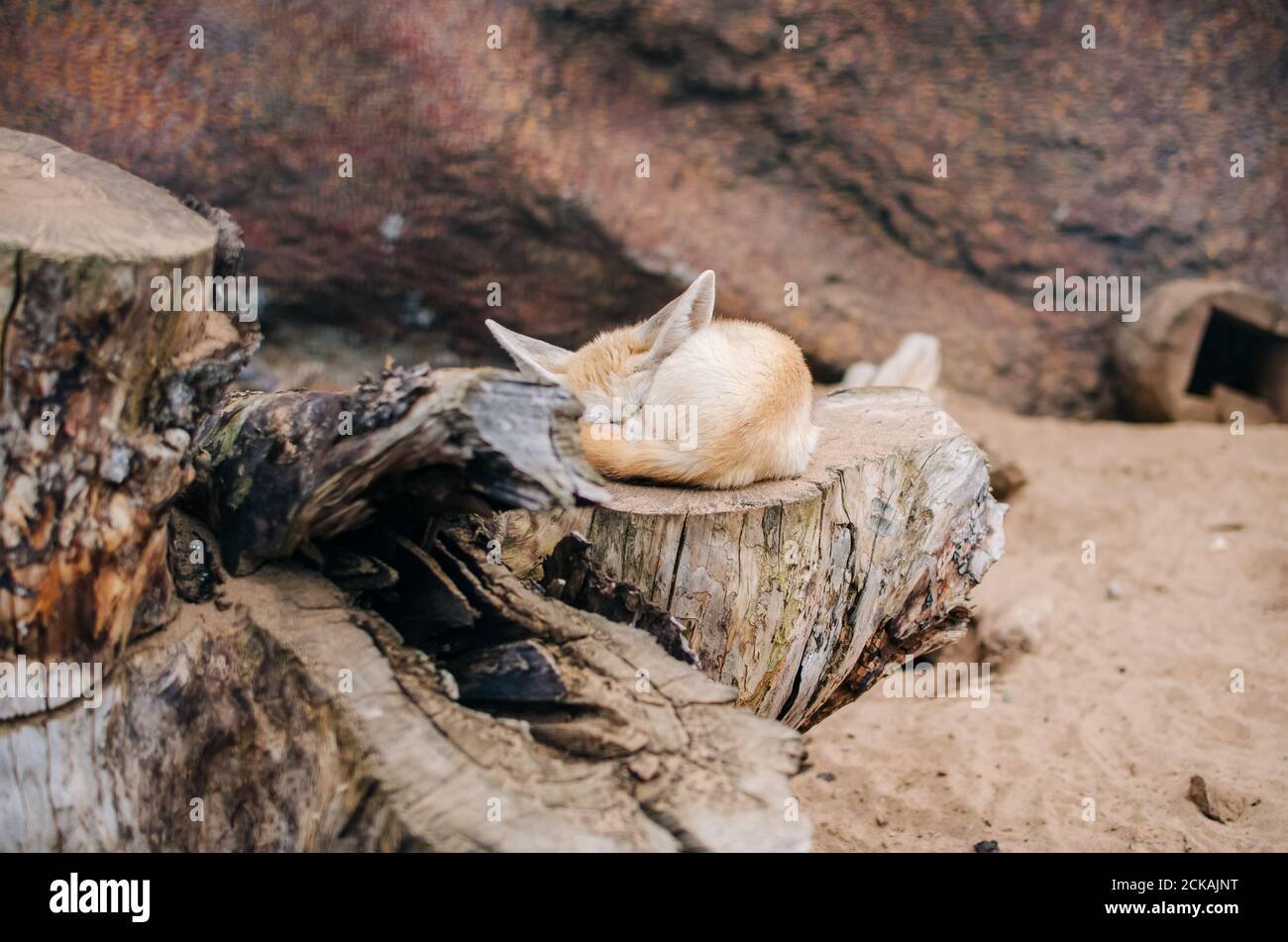 Curled up on sand hi-res stock photography and images - Alamy