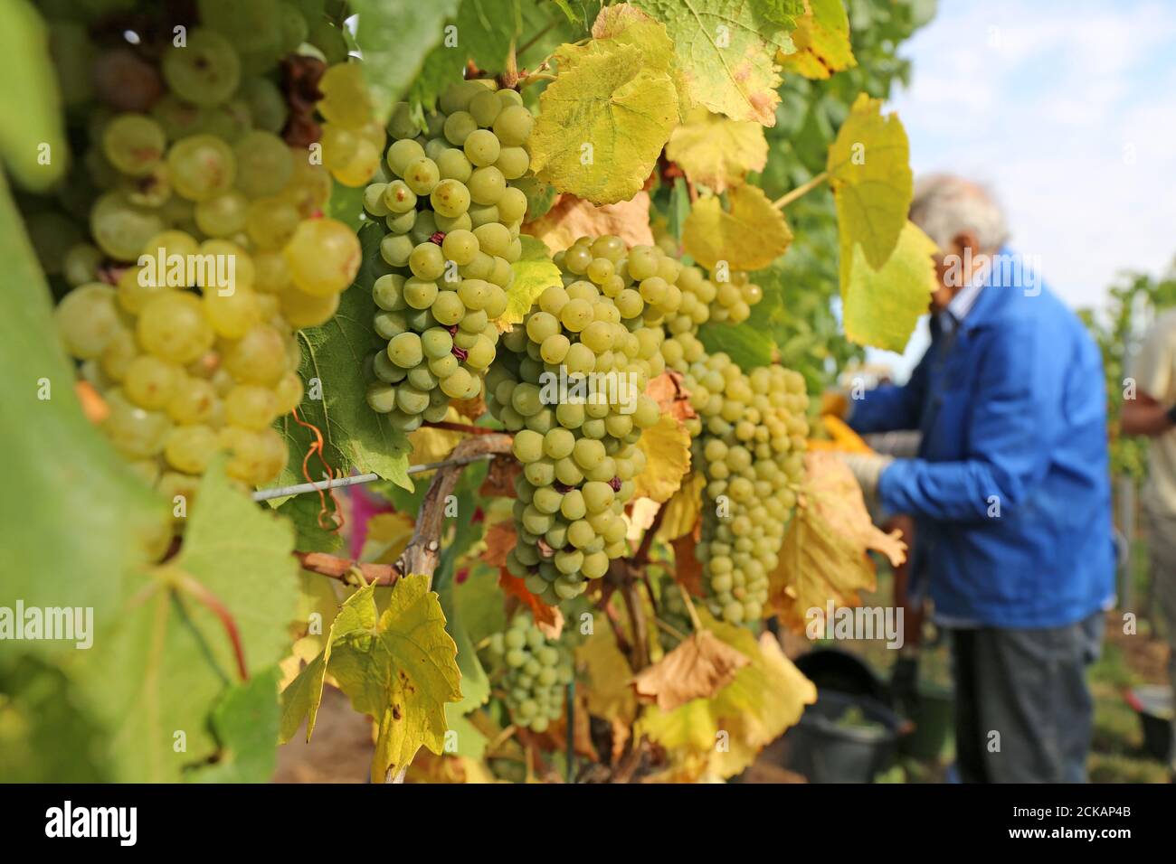 Hand harvesting, manual grape harvesting Stock Photo - Alamy