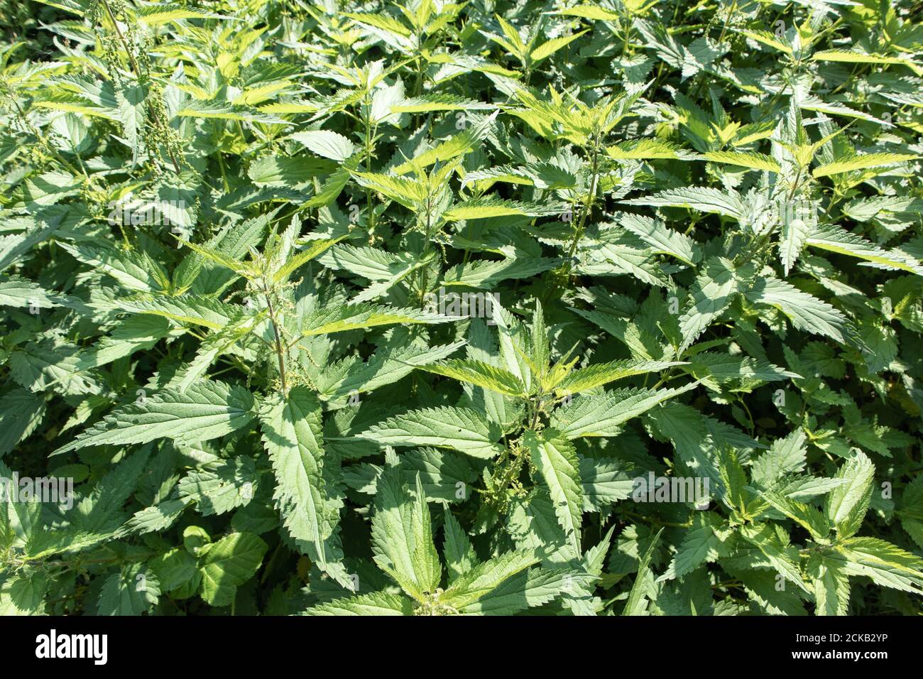 Closeup of a nettle plant under the sunlight Stock Photo - Alamy