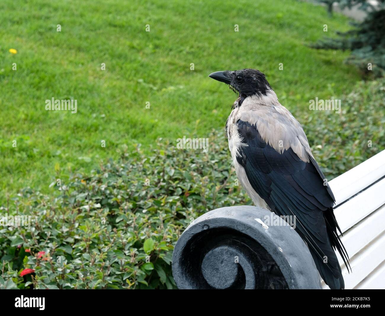 Big crow hi-res stock photography and images - Alamy