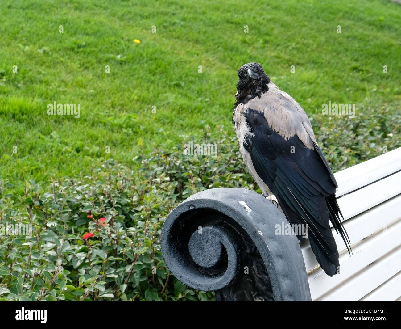 Big crow sitting on a bench, looking into camera Stock Photo - Alamy