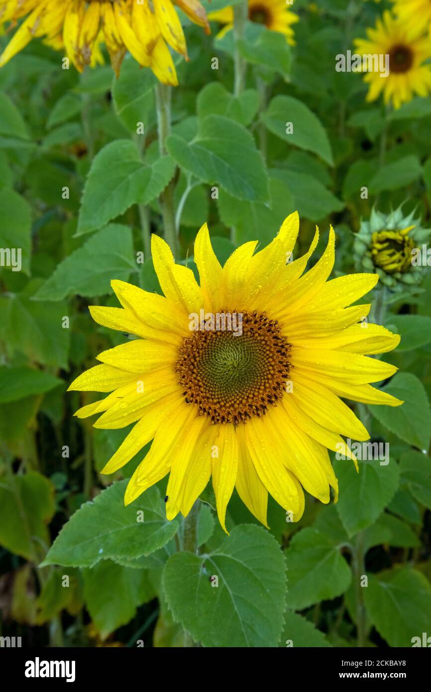 sunflower field at autumn Stock Photo - Alamy