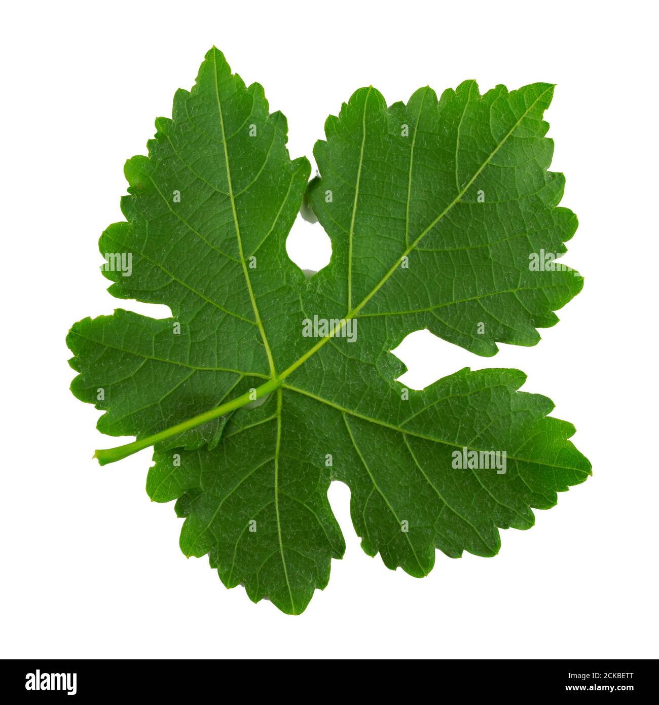 one leaf of grapes isolated on white background, the bottom side of the ...