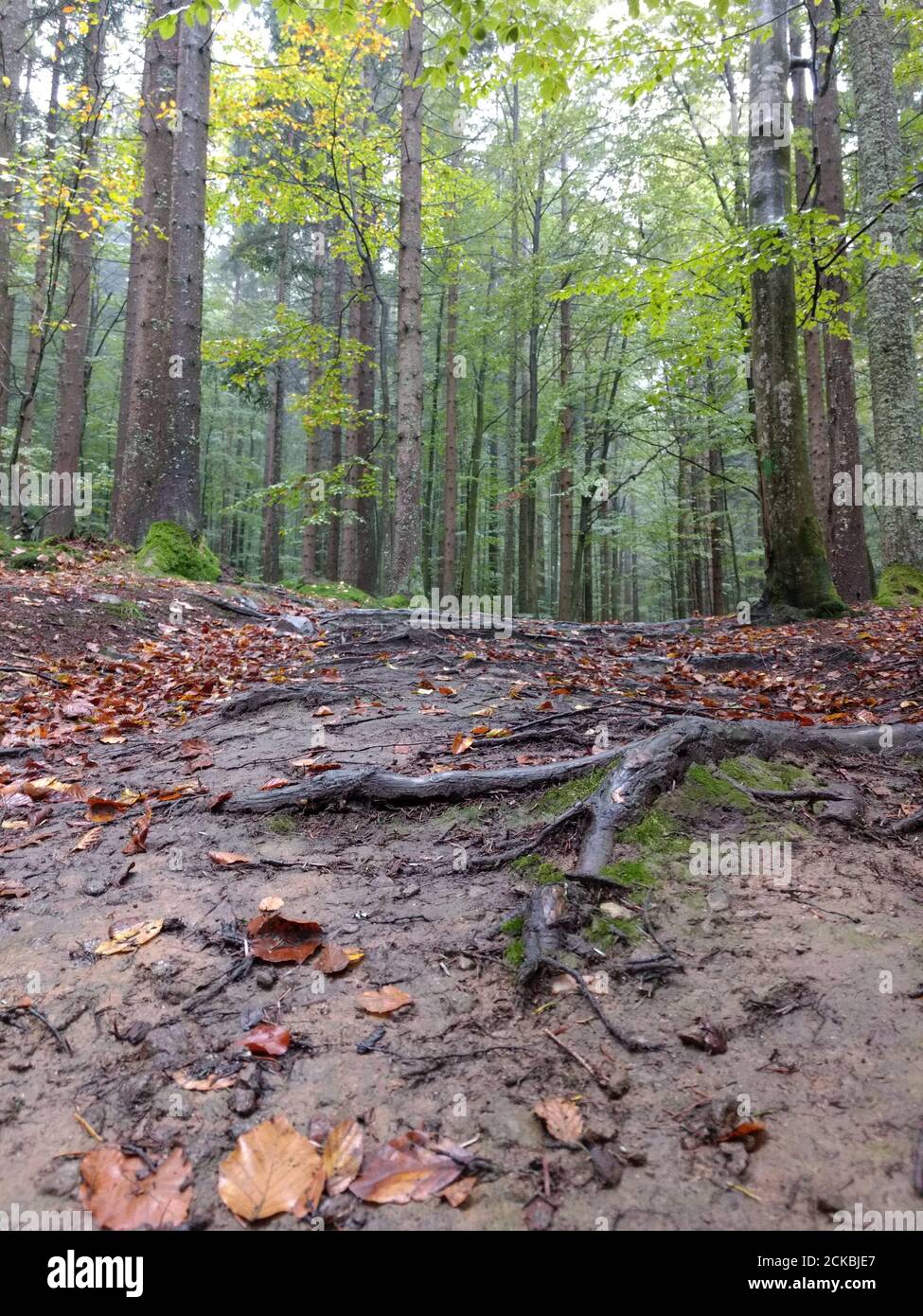 Vertical low angle shot of a pathway in the middle of the woods Stock ...