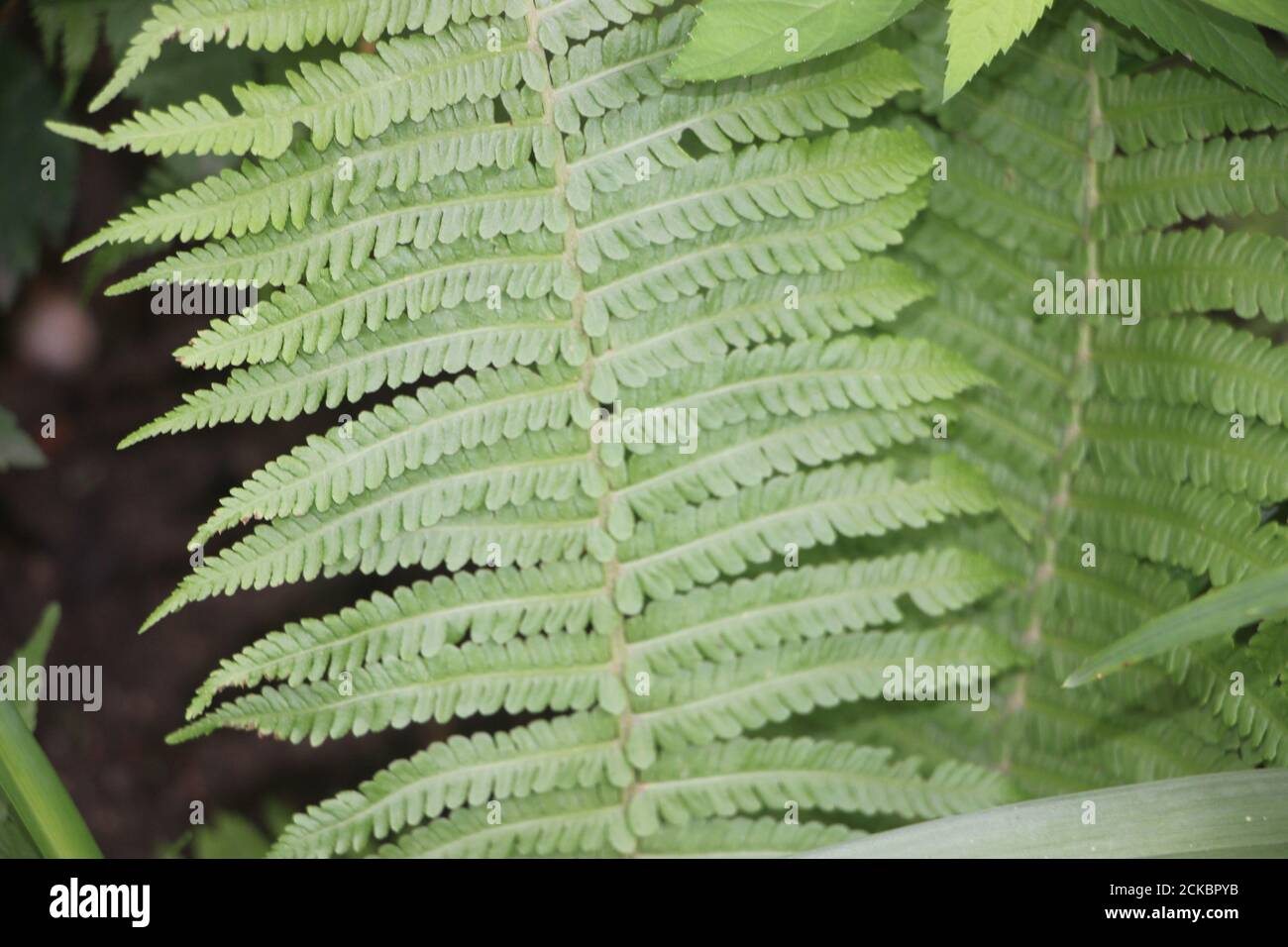 great green bush of fern in the forest Stock Photo - Alamy
