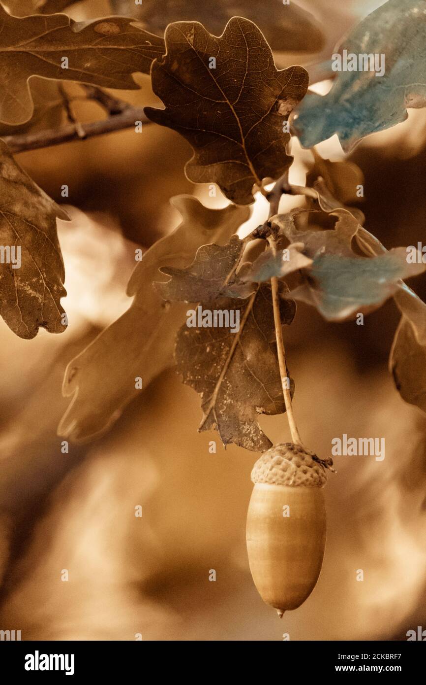 Closeup shot of an acorn growing under the sunlight Stock Photo - Alamy