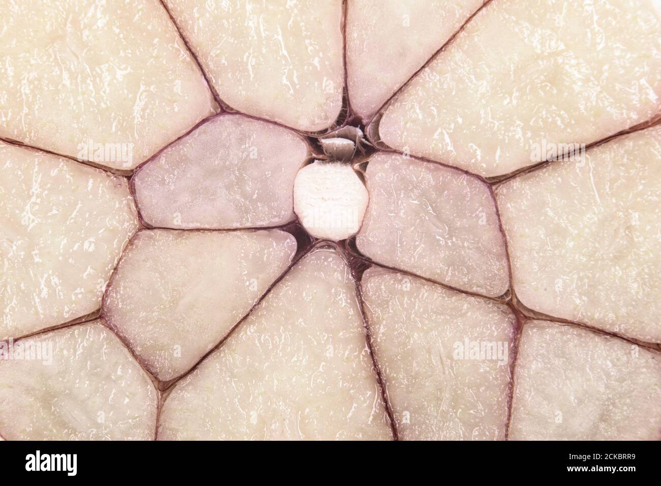 Macro shot fresh garlic cut across. Garlic bulb cut in half inside ...