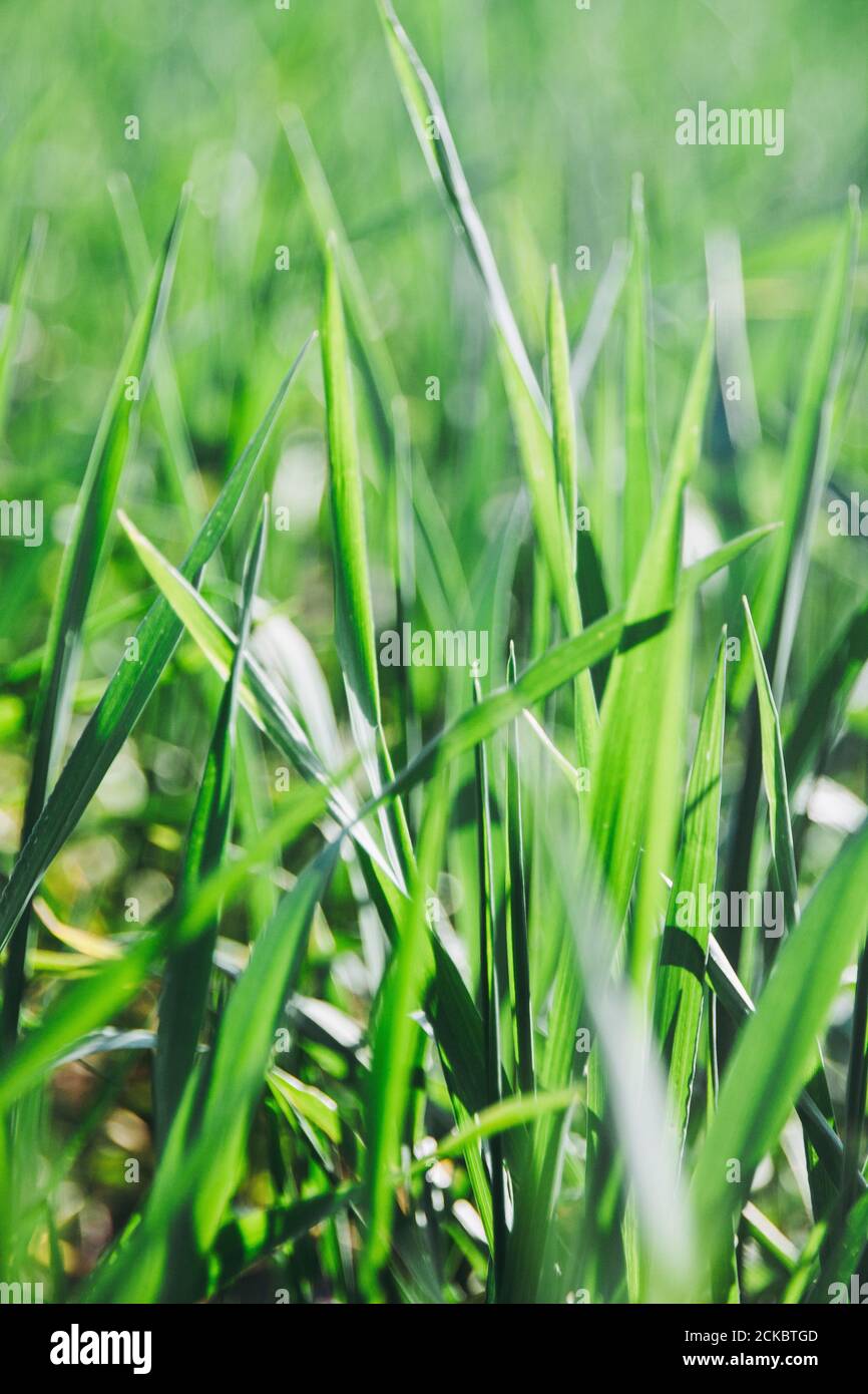 Vertical shot of growing grass in the lawn - perfect for mobile Stock ...