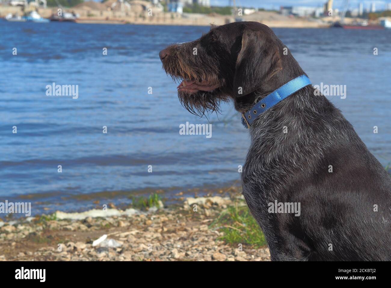 Hunting in nature hi-res stock photography and images - Alamy