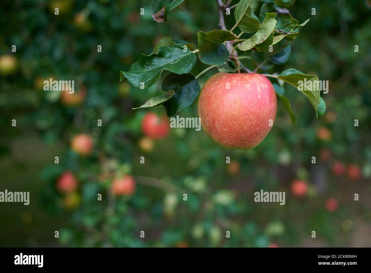 Closeup shot of a red apple on the tree Stock Photo - Alamy