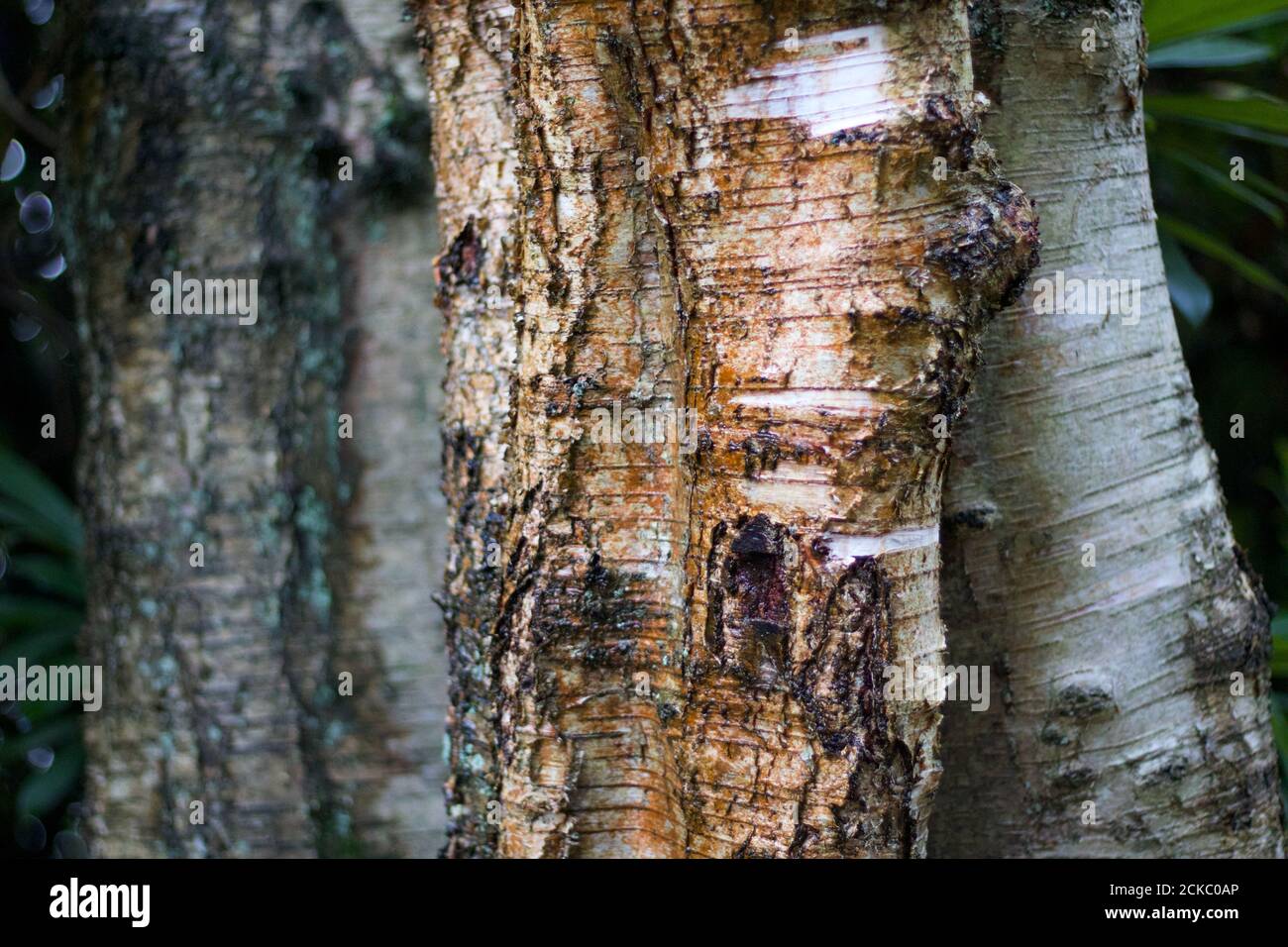 Background of weathered silver birch tree trunks on damp day Stock ...