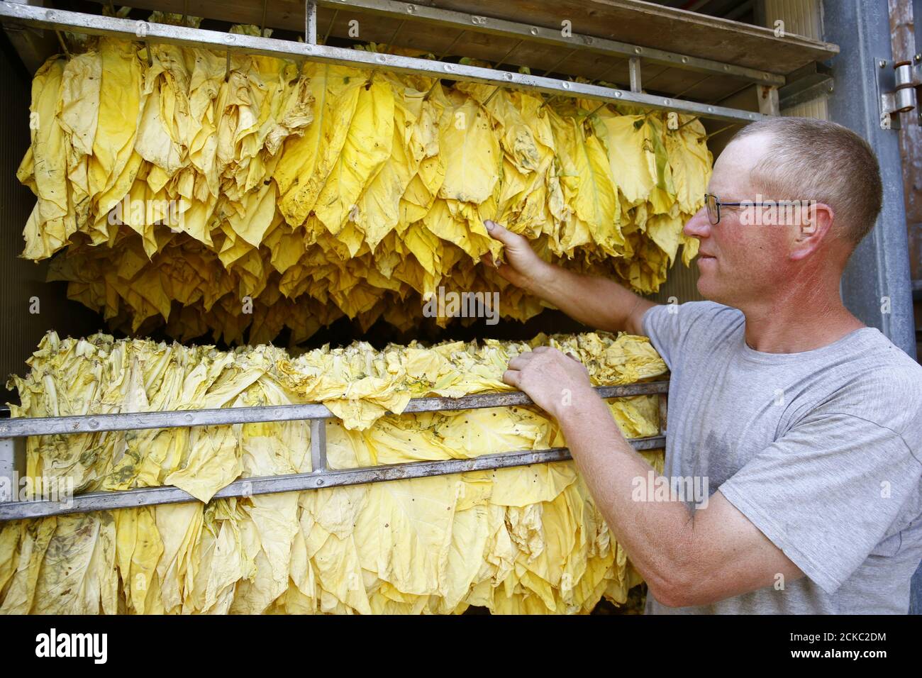 Tobacco process virginia hi-res stock photography and images - Alamy