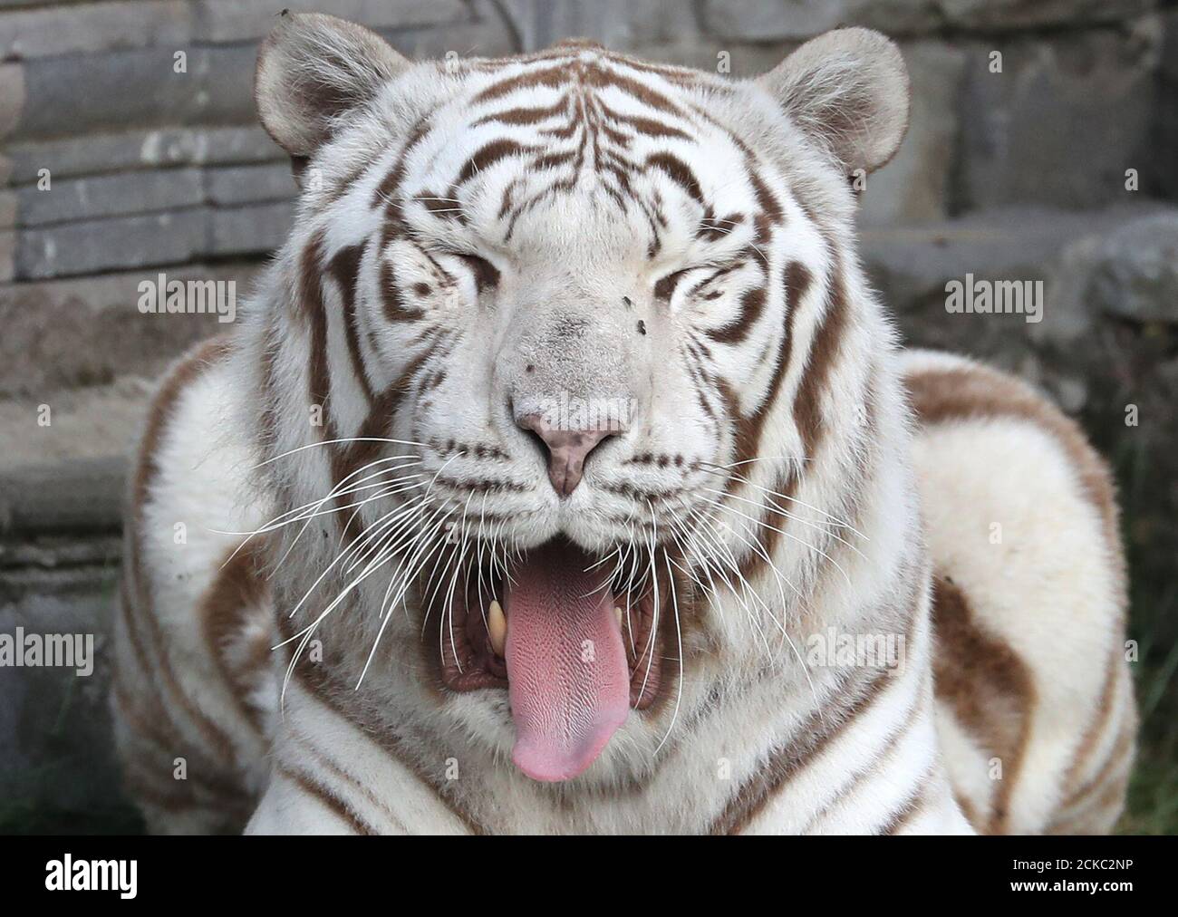 Herman park zoo hi-res stock photography and images - Alamy