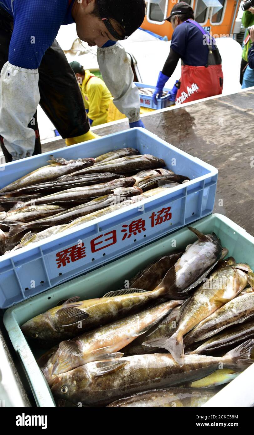 Okhotsk atka mackerel, commonly known as "hokke" in Japanese, caught in ...