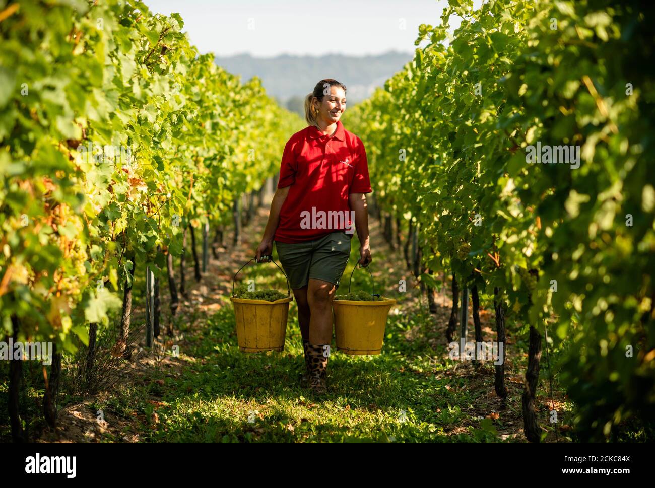 EDITORIAL USE ONLY Grape picker, Adelina Serban begins harvesting early ...