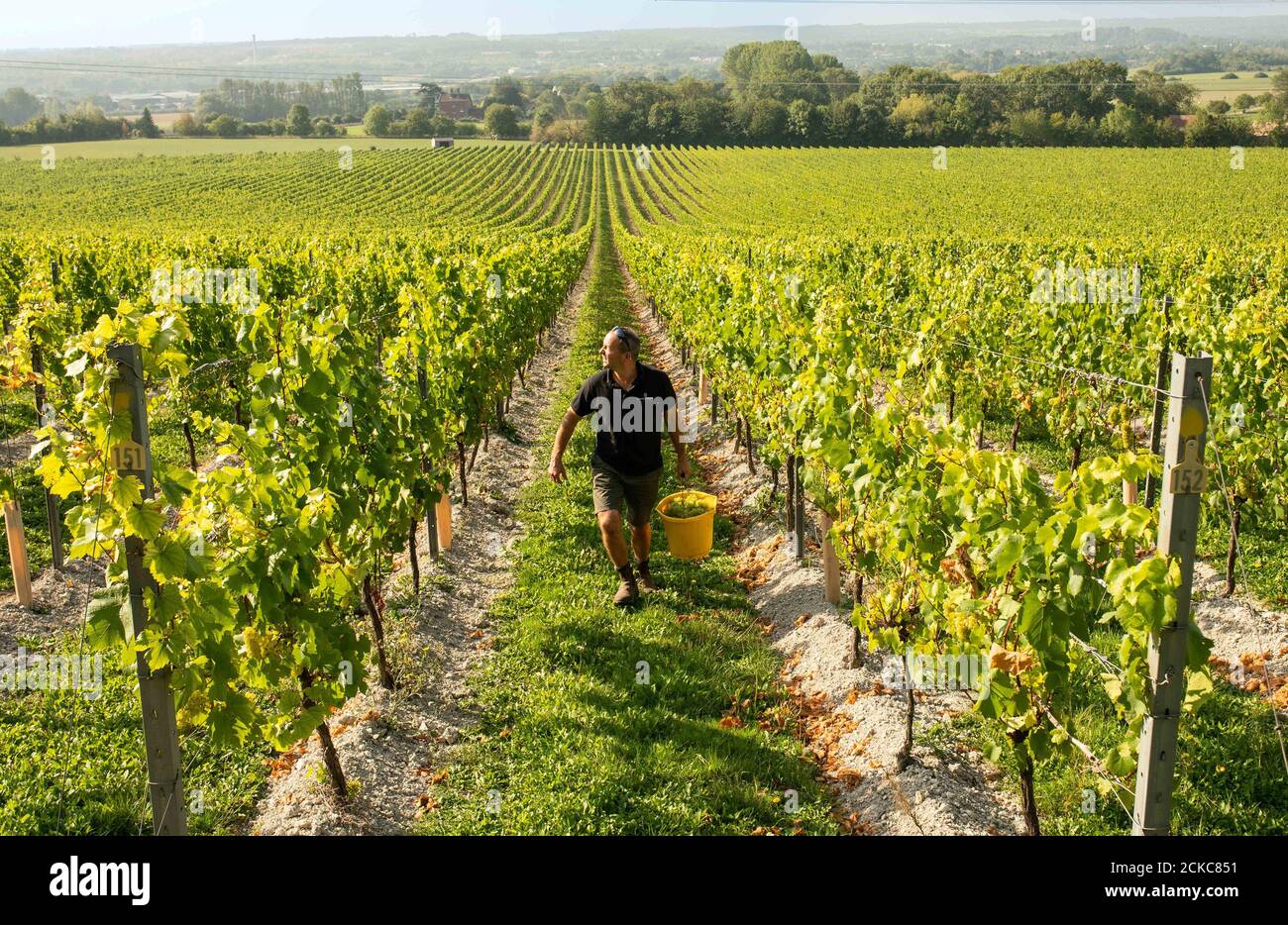 Richard Lewis, Chapel Down???s Head of Viticulture oversees the early ...