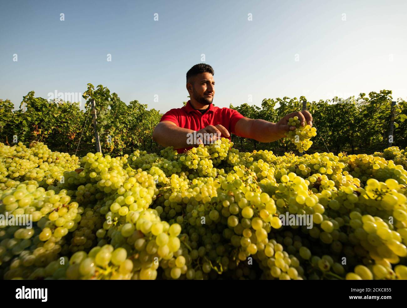 EDITORIAL USE ONLY Grape picker, Tiberiu Sandu begins harvesting early ...