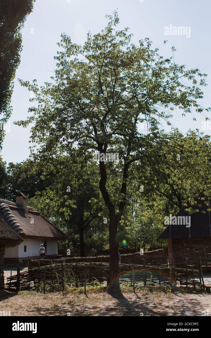 a big tree near house in a village Stock Photo - Alamy