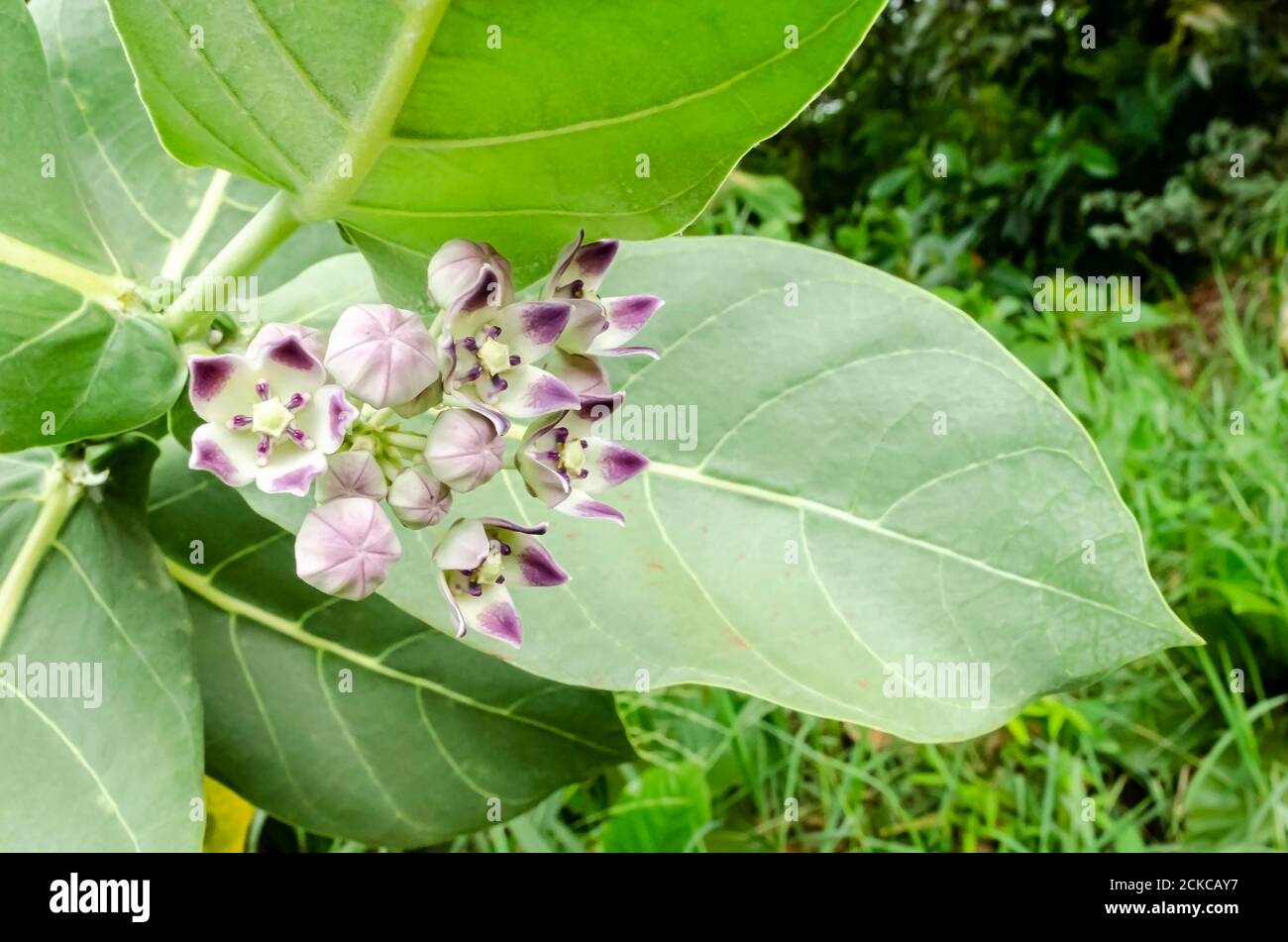 Sodom apple hi-res stock photography and images - Alamy