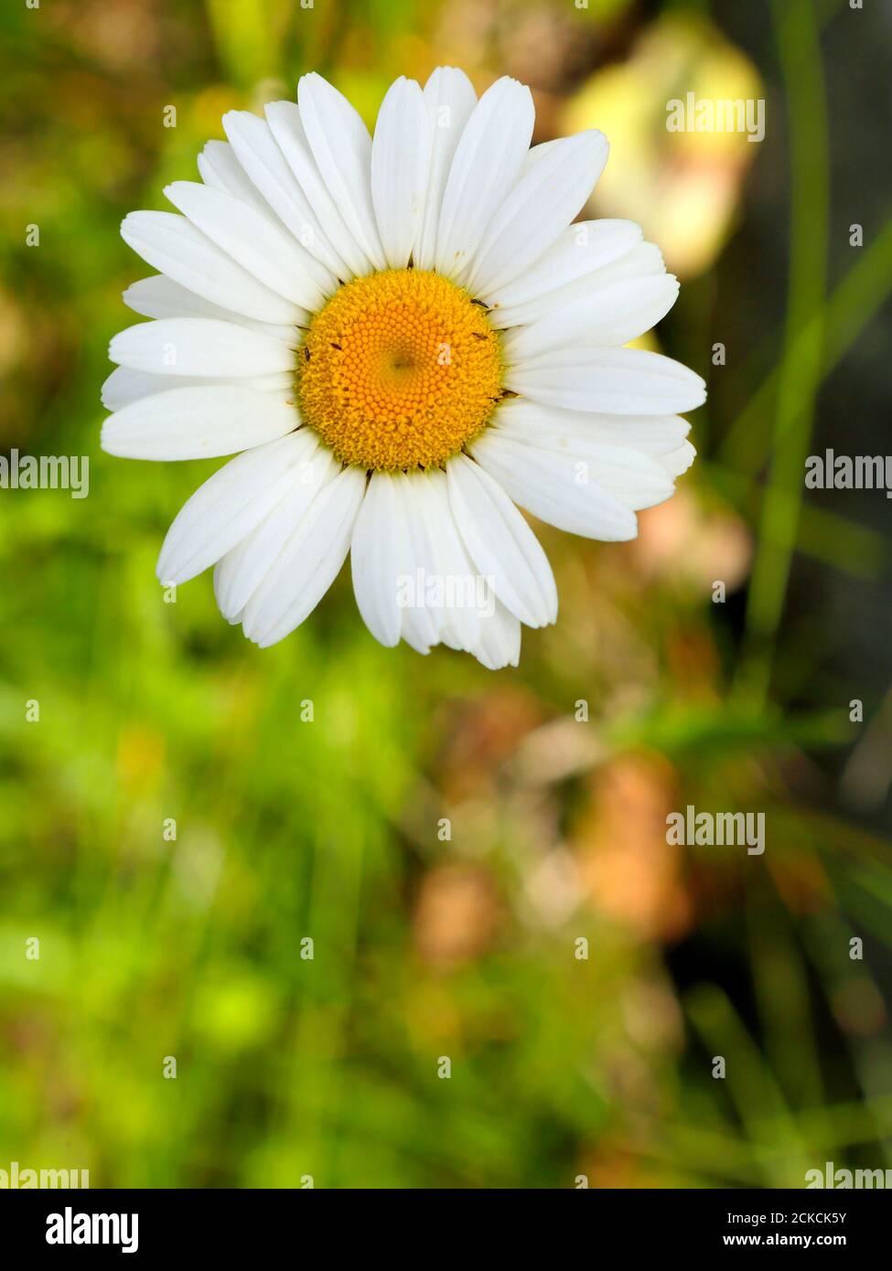 Flower from above hi-res stock photography and images - Alamy