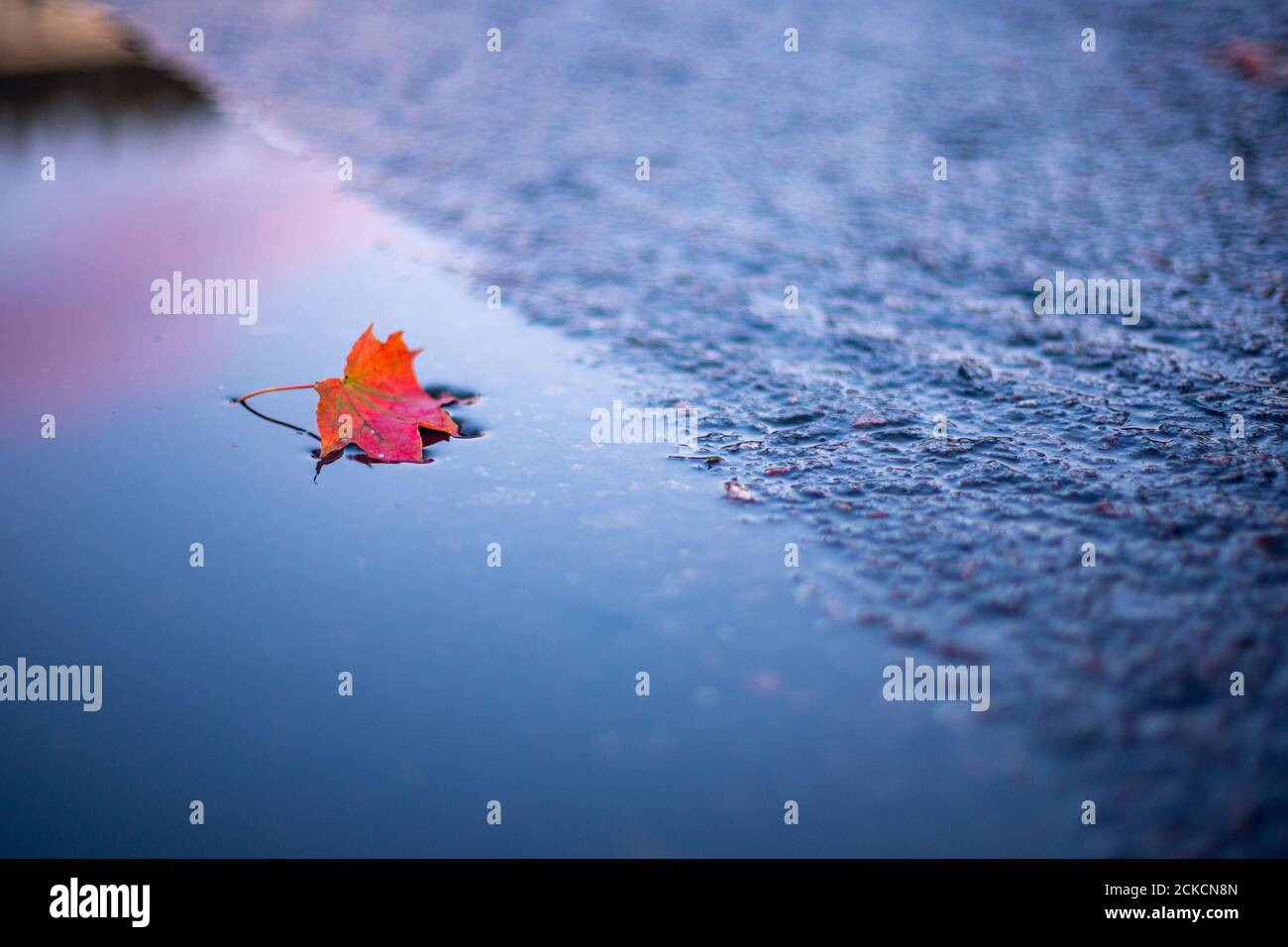 Single leaf after fall hi-res stock photography and images - Alamy