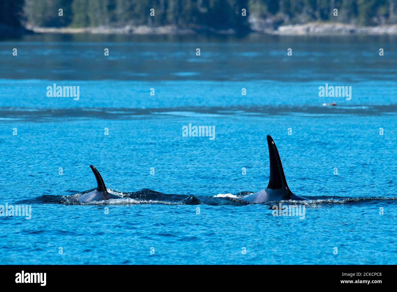 Orca whales (Orcinus orca), near Campbell River, Vancouver Island, BC ...