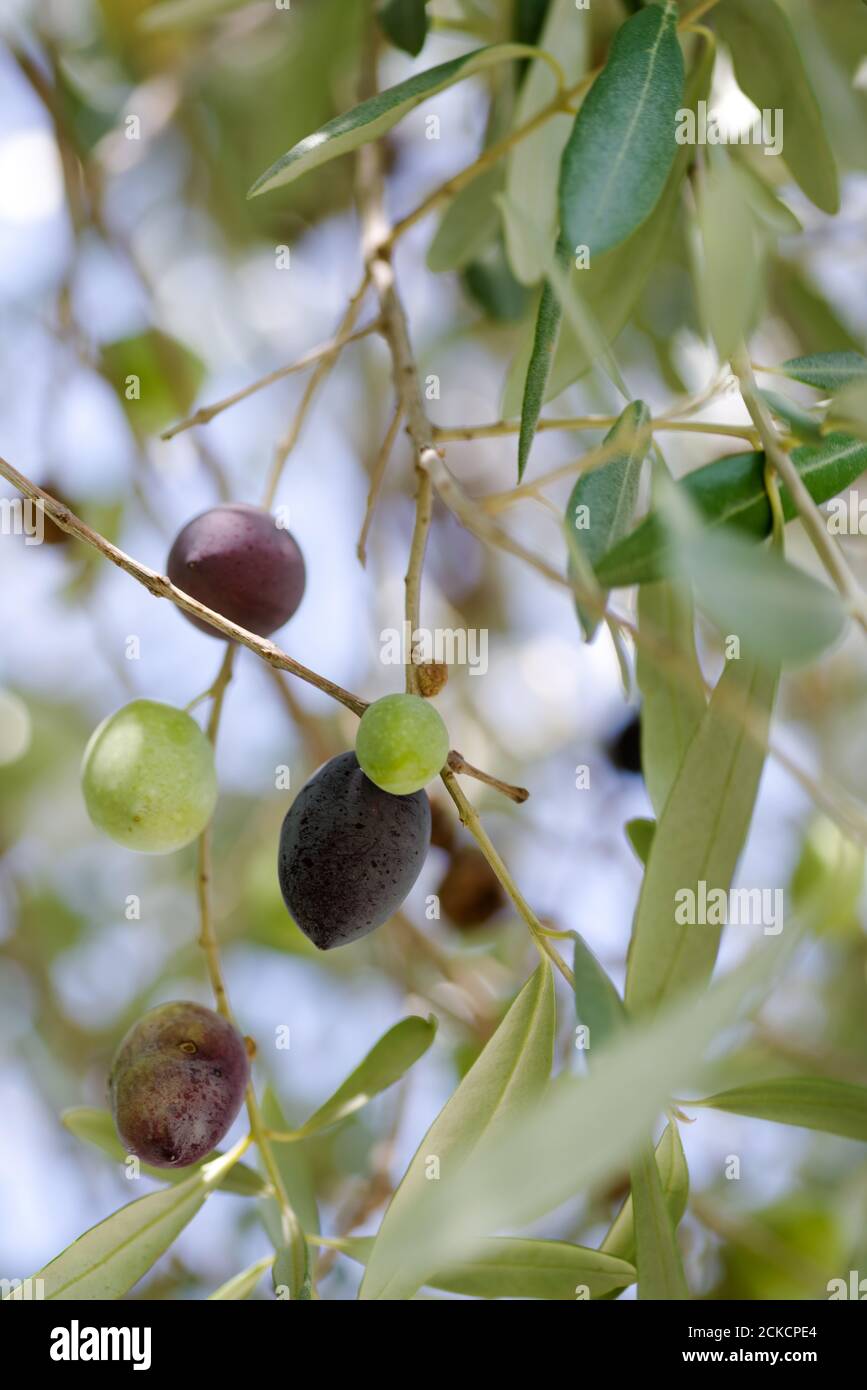 Sicily olive tree hi-res stock photography and images - Alamy