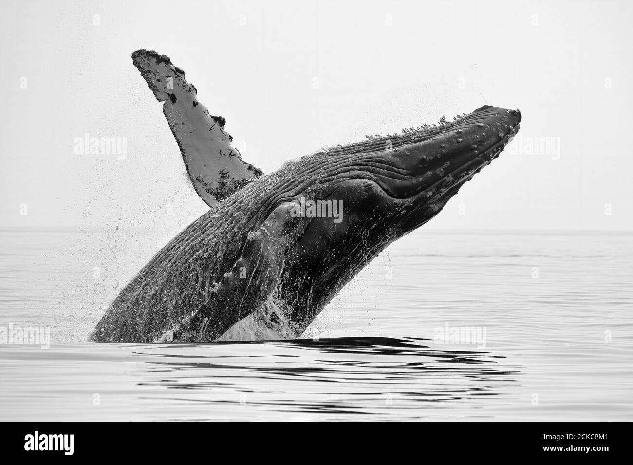 Humpback whale, breach Straight of Georgia (Salish Sea), near Campbell ...