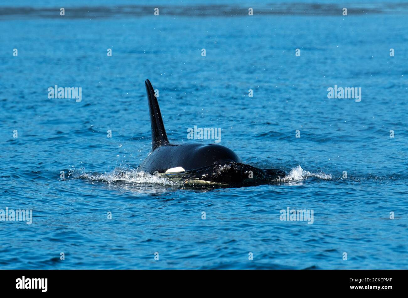 Orca whales (Orcinus orca), near Campbell River, Vancouver Island, BC ...