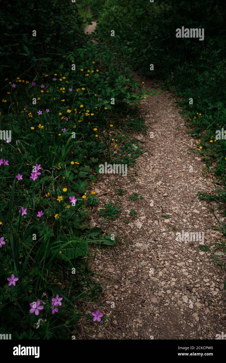 Violets in sunshine hi-res stock photography and images - Alamy