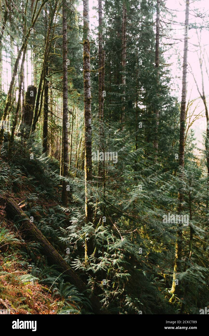 Vertical shot of high trees in the forest Stock Photo - Alamy