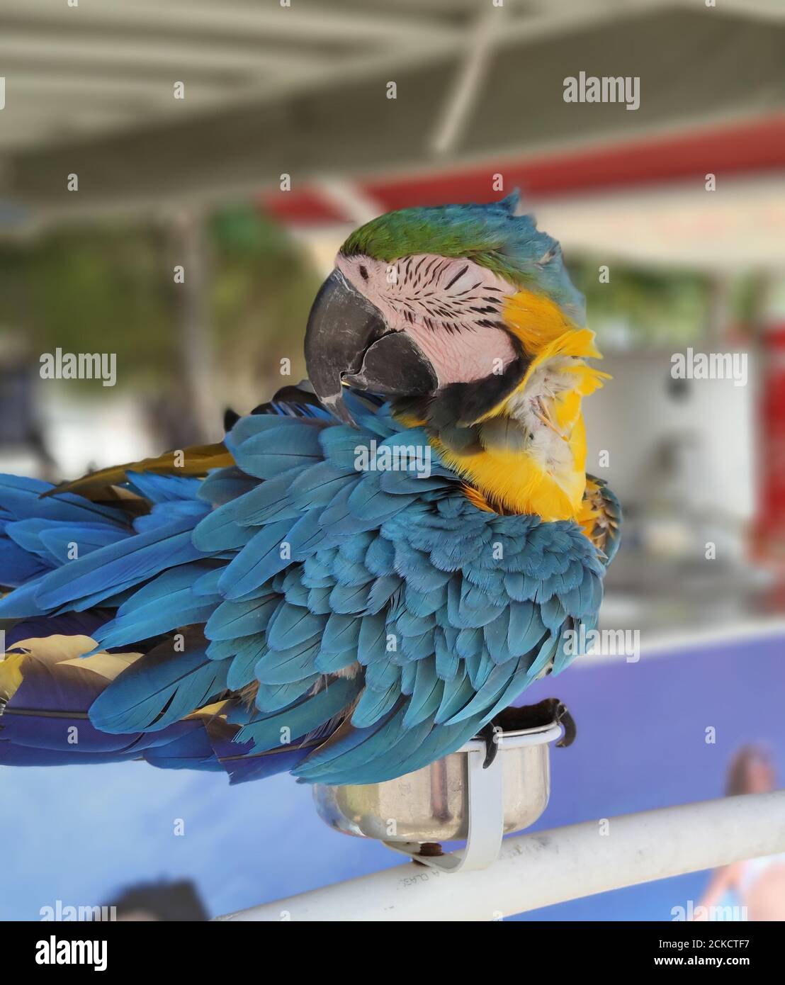 Angry bird macaw hi-res stock photography and images - Alamy