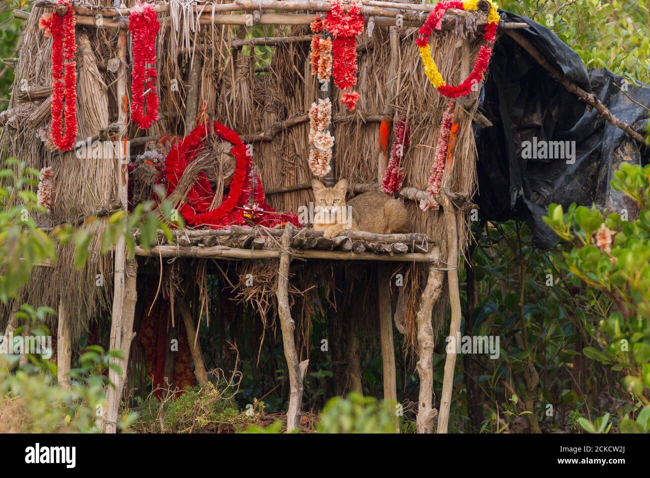 Adult male jungle cat enjoying winter evening sun sitting on a ...
